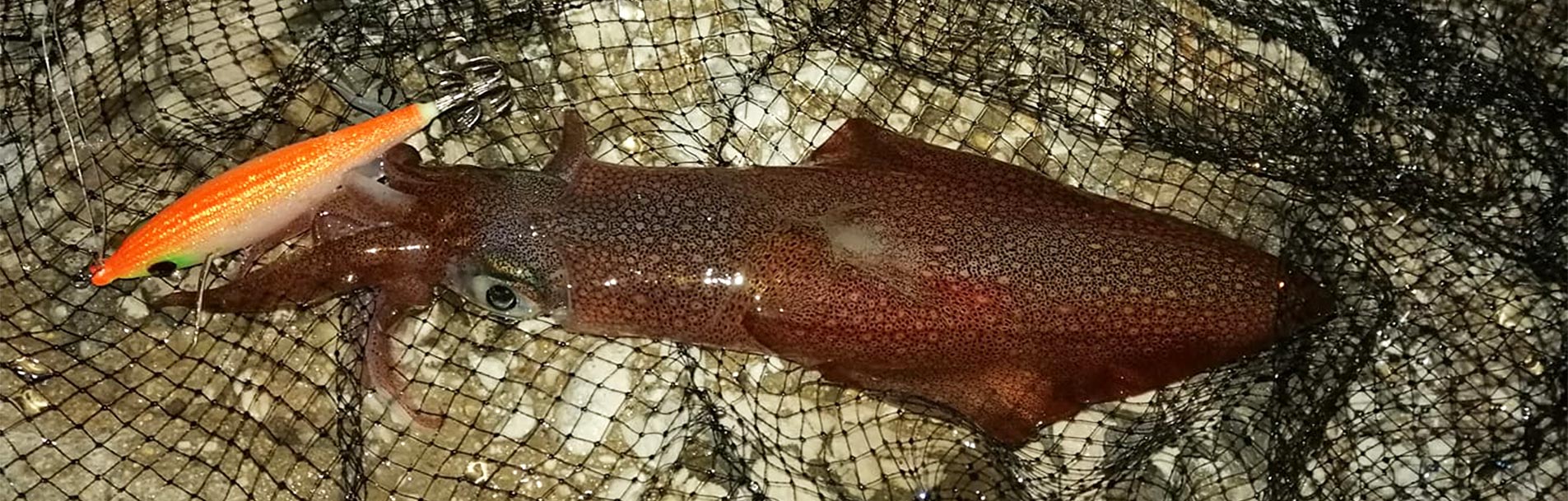 DIAMOND GLAVOC | Squid jigs Bukva | DTD - High quality squid jigs