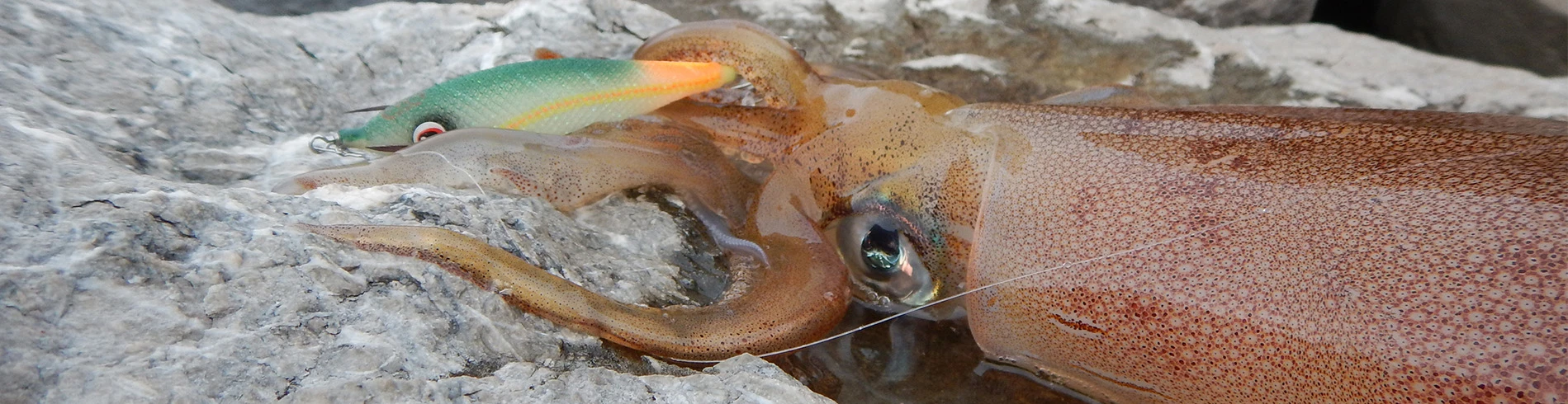 PREMIUM BUKVA | Squid jigs Bukva | DTD - High quality squid jigs