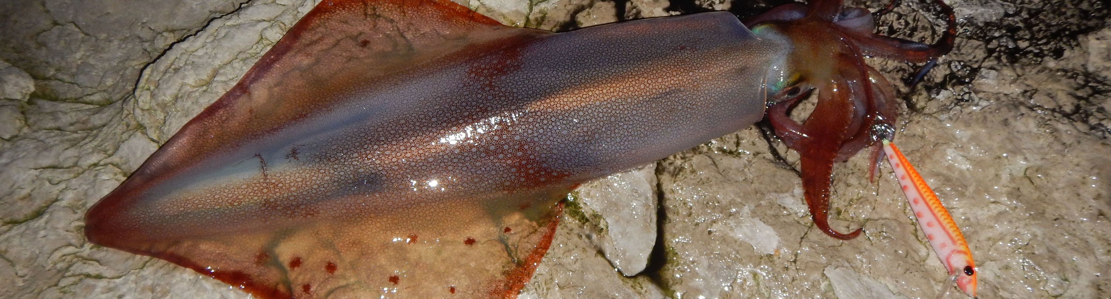 TRLJA PLATNO | Trolling squid jigs | DTD - High quality squid jigs